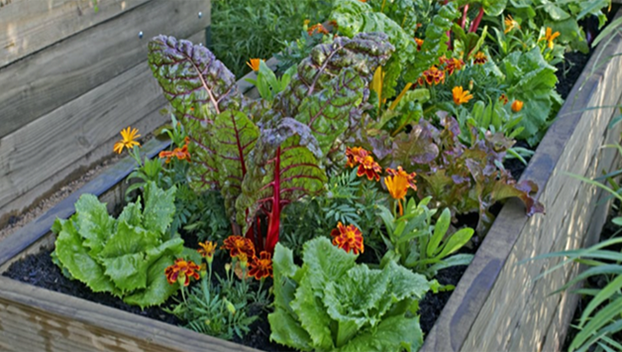 From the Extension: Planting Guide for Home Gardening in Alabama ...