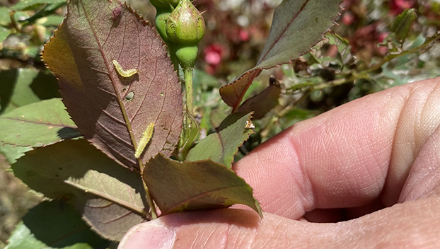 Rose slugs and sawflies: Protect roses from knockout punch - Franklin ...