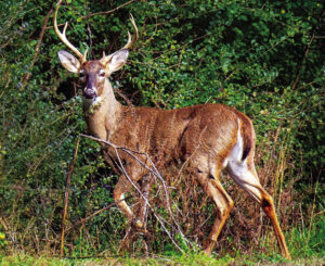 State’s positive CWD cases nearly doubles - Franklin County Times